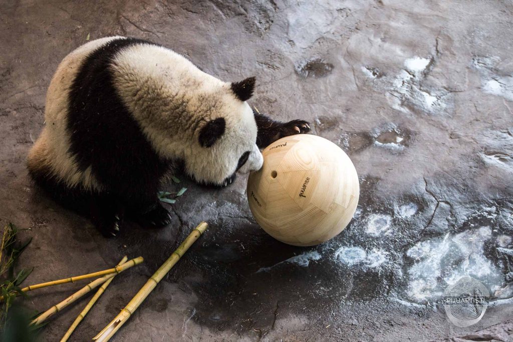 Panda Balls - Puuartisti